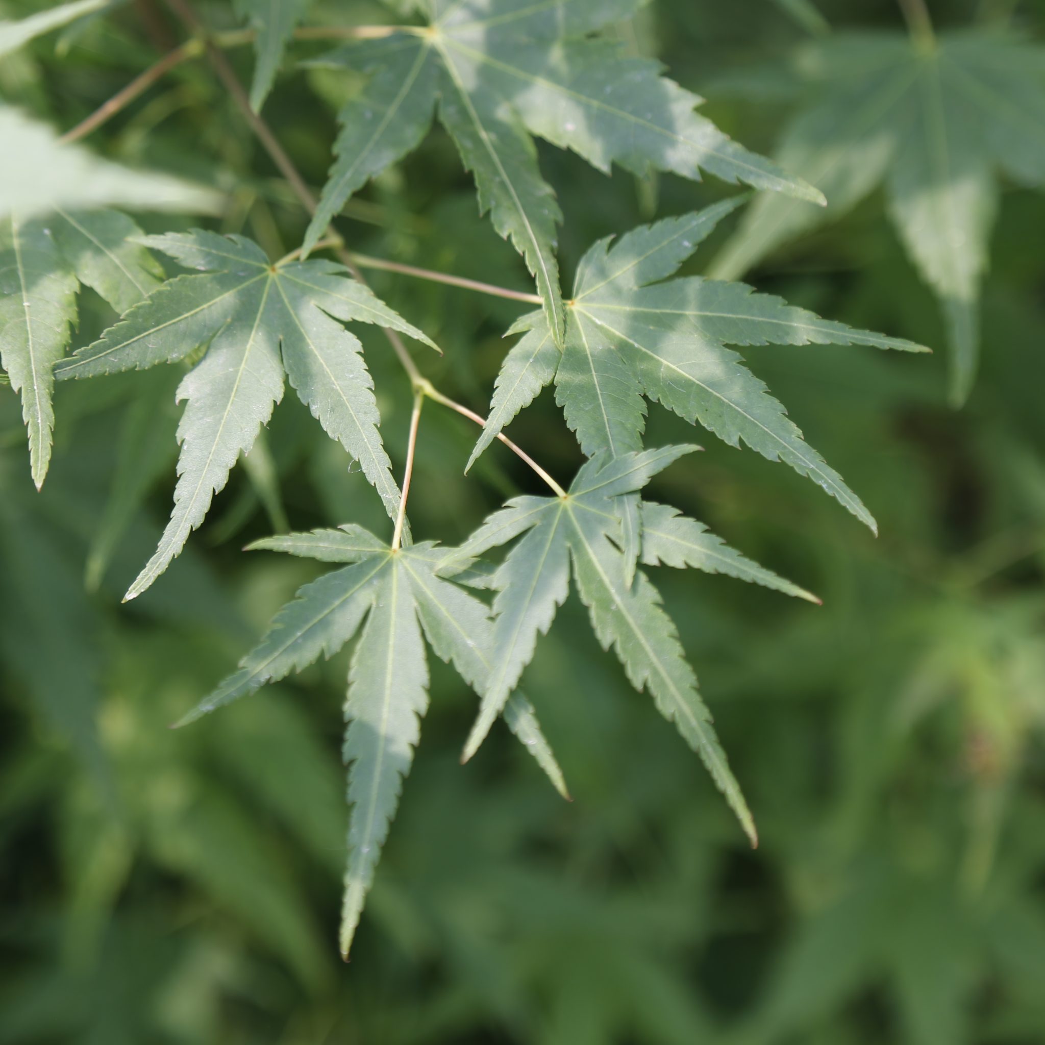 Acer Palmatum Mikawa Nishiki (Japanese Maple) - CHINESE EXPORTER
