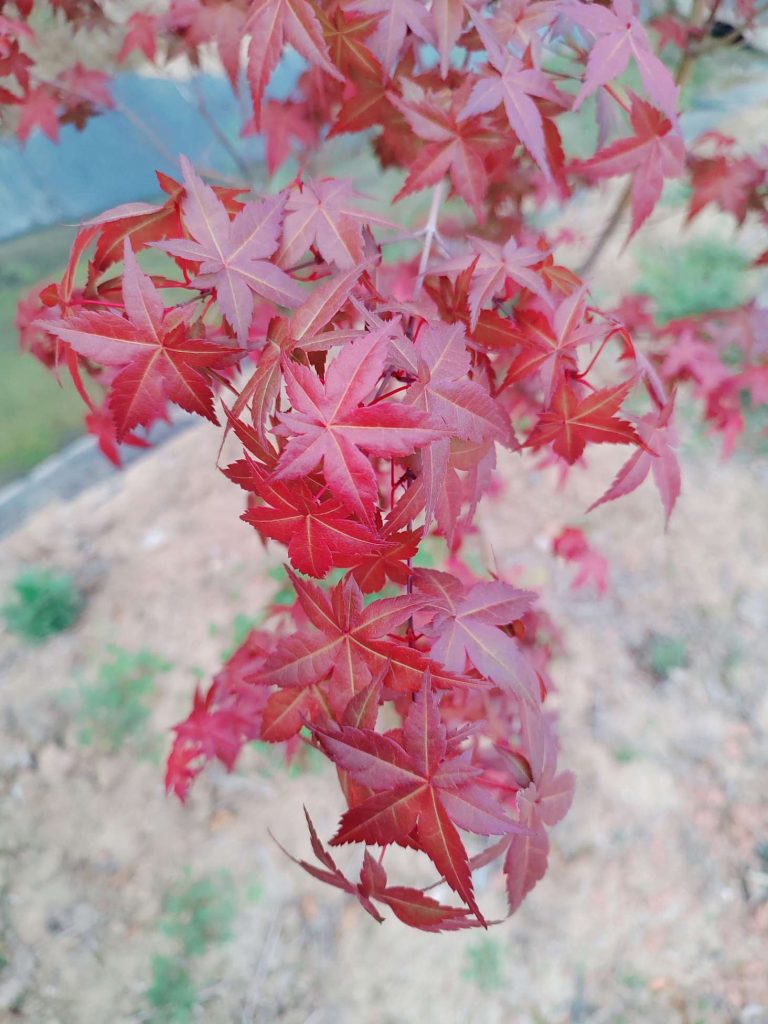 Acer Palmatum 'Beni-Chidori'(Japanese Maple) - CHINESE EXPORTER