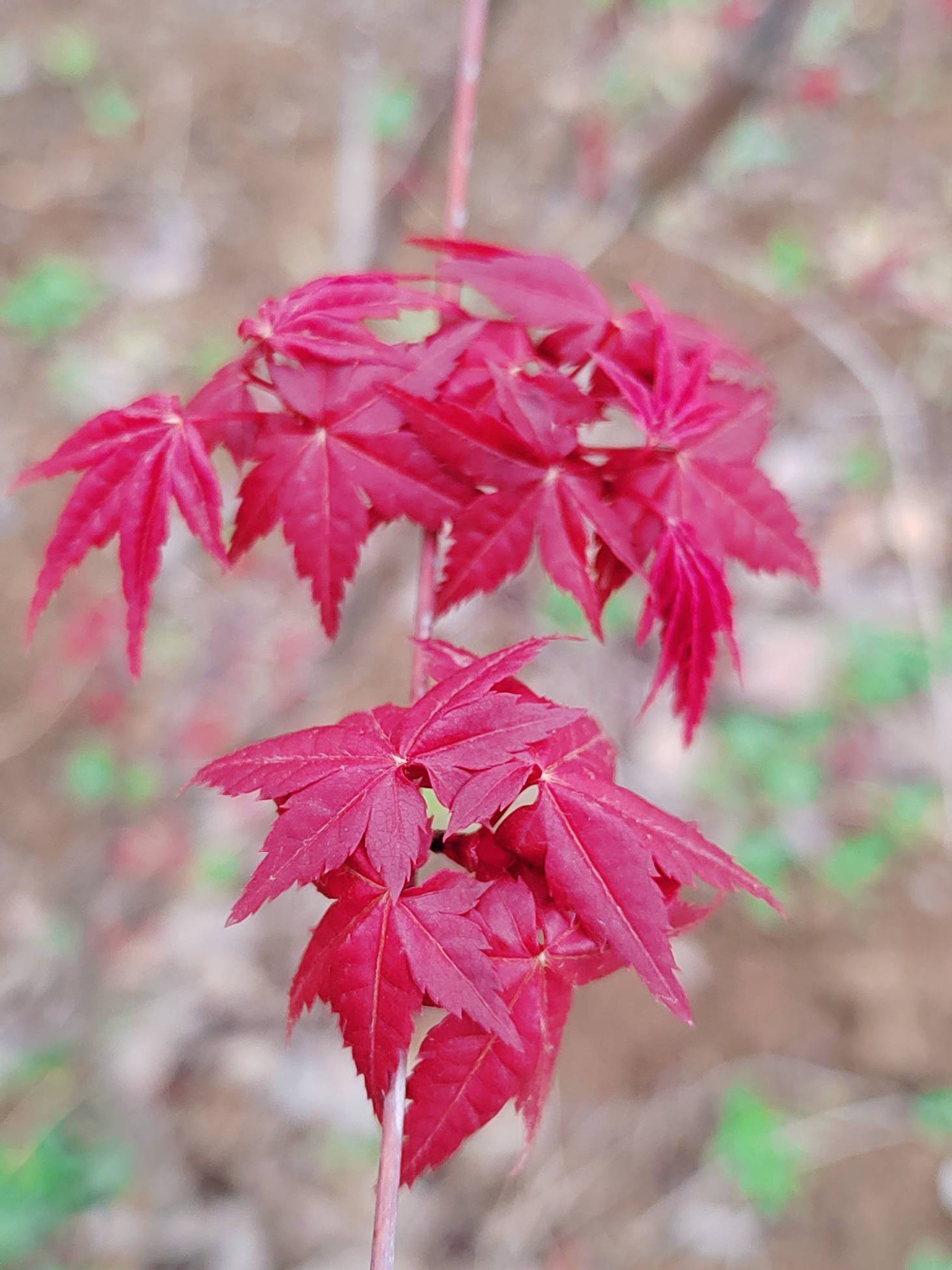 Acer Palmatum 'Beni-Chidori'(Japanese Maple) - CHINESE EXPORTER