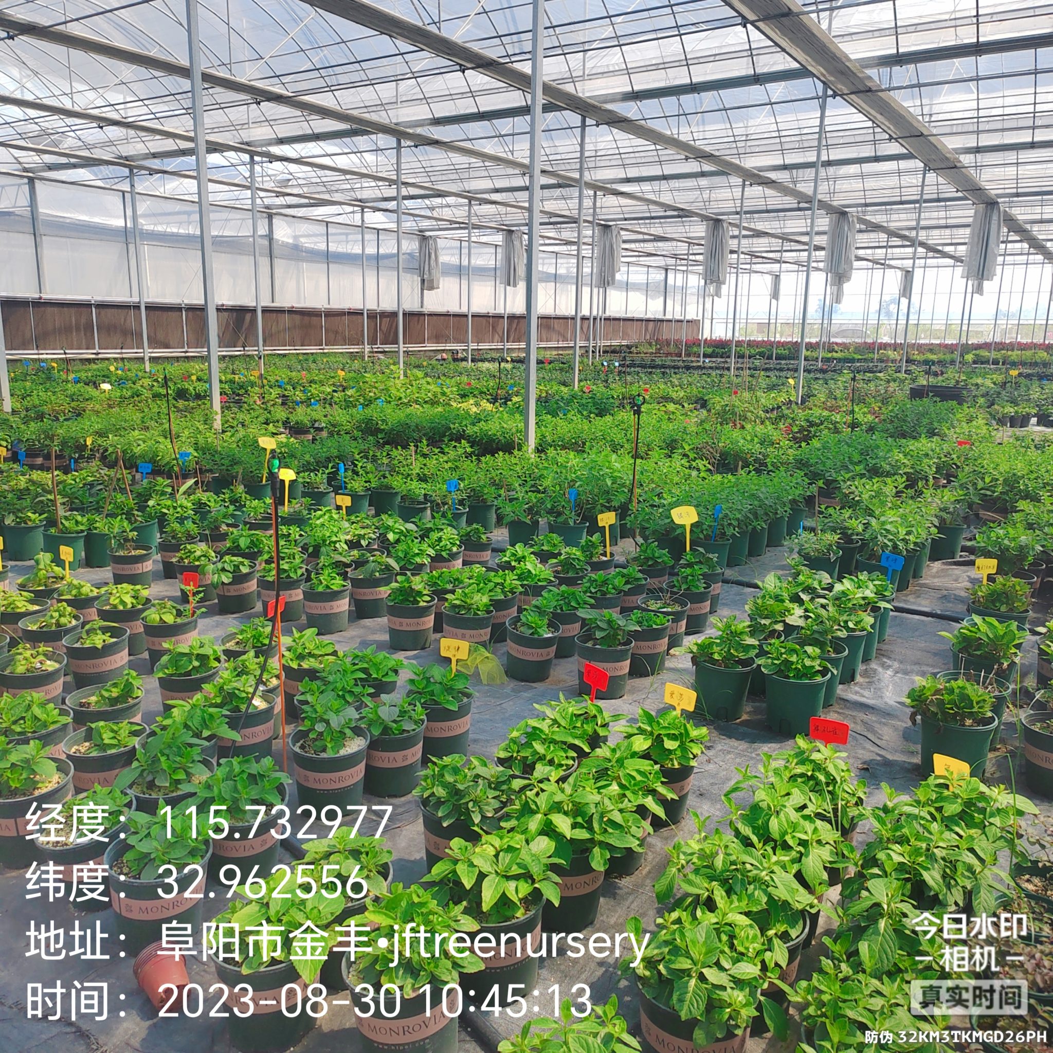 China Bigleaf Hydrangea Company,Wholesale Hydrangea macrophylla ...