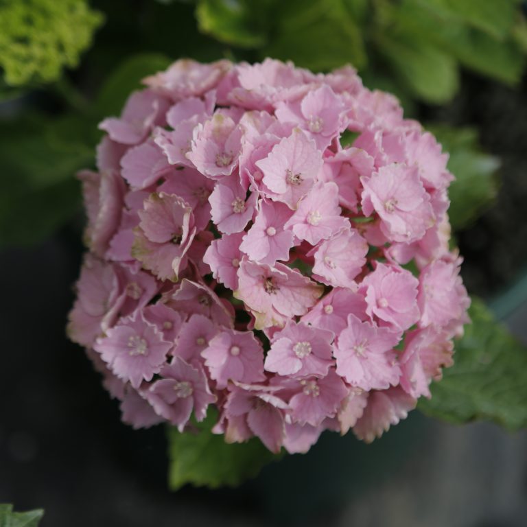 Hydrangea Macrophylla Plants Exporter,Hydrangea Macrophylla Magic Jade ...