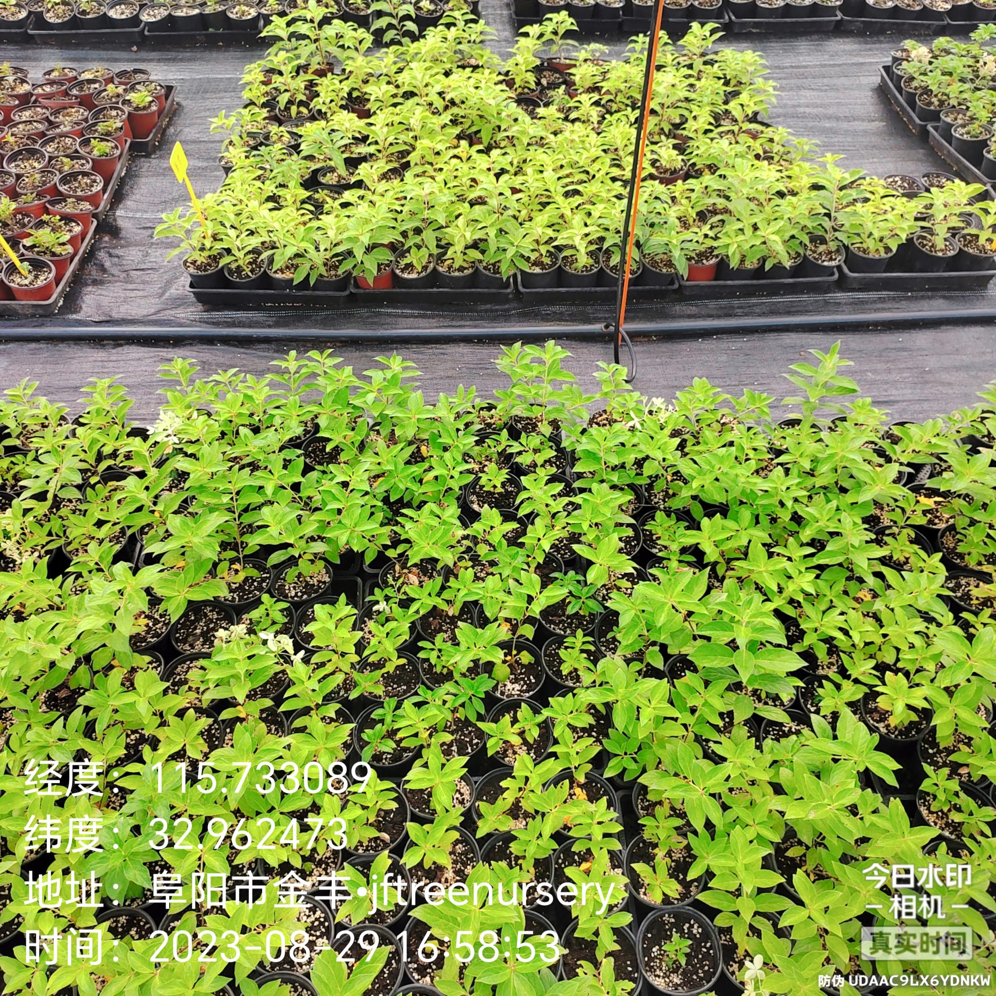 China Bigleaf Hydrangea Company,Wholesale Hydrangea macrophylla ...