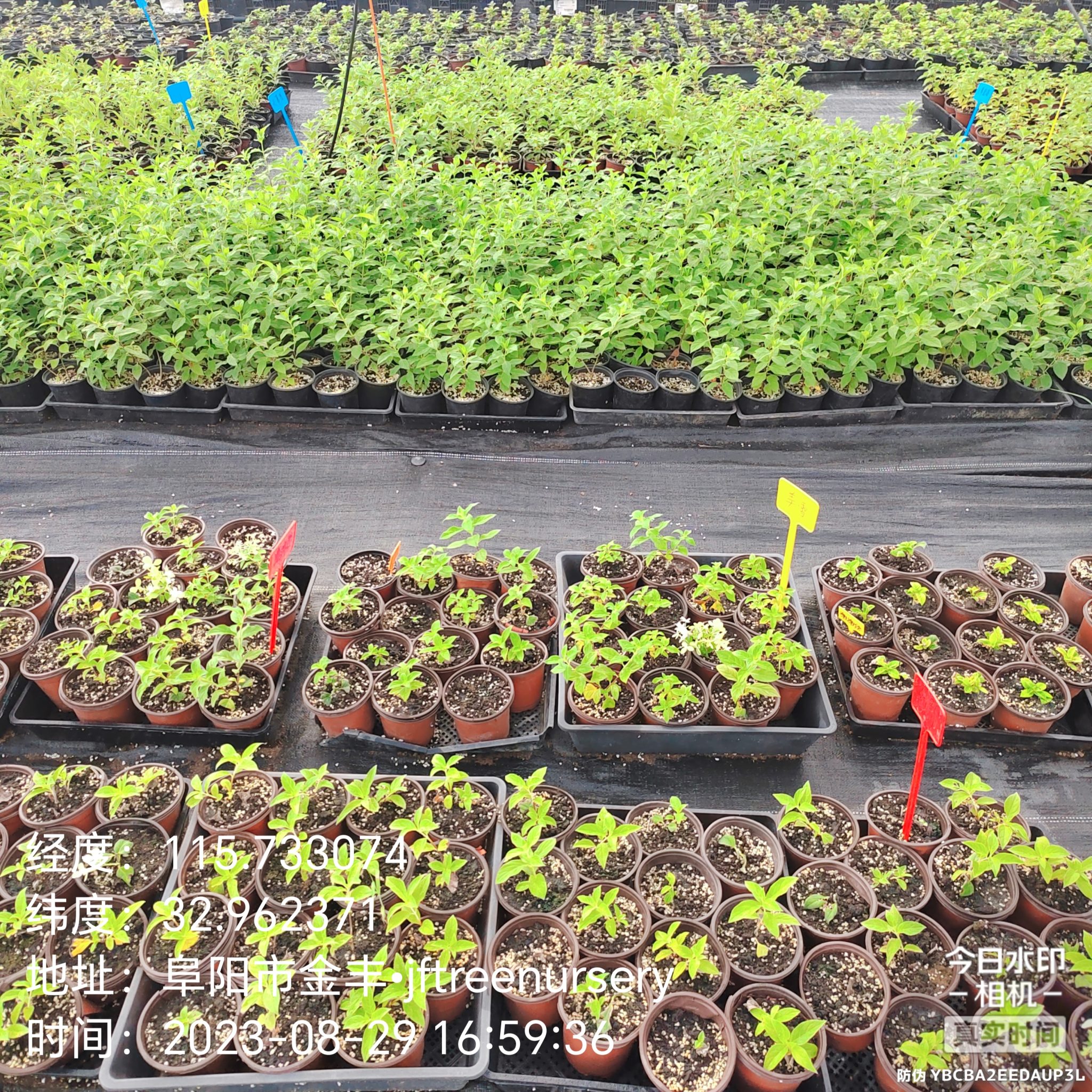China Bigleaf Hydrangea Company,Wholesale Hydrangea macrophylla ...